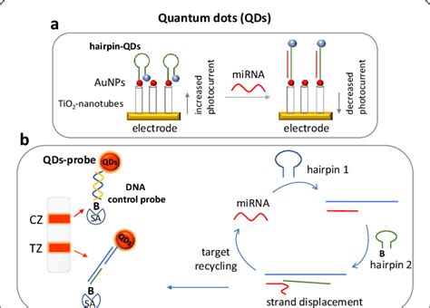 A A Photoelectrochemical Sensing System Based On A Decrease In The