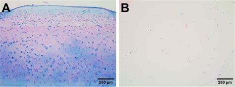 Alcian Blue And Nuclear Fast Red Staining Of Alginate Based Hydrogels Labmethods