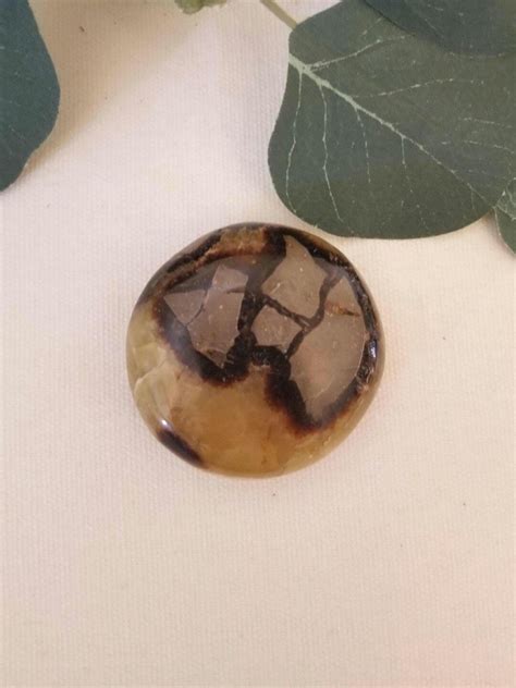 Septarian Nodule Palm Stone From Madagascar Etsy