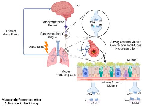 Parasympathetic Nervous System Acetylcholine