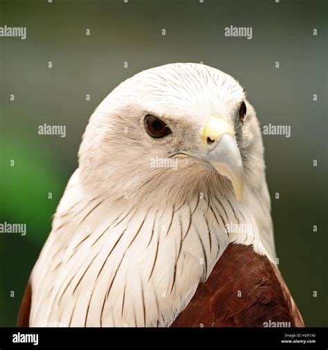 Difference Between Kite And Eagle