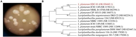 Lactobacillus Plantarum Colony Morphology