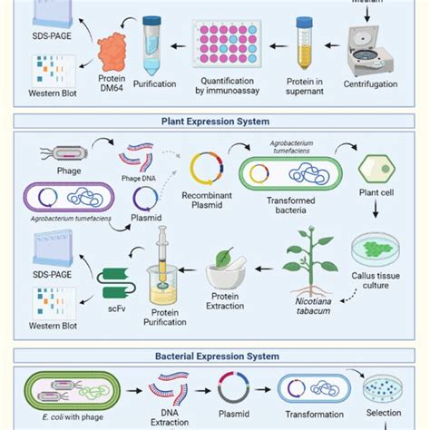 Protein And Recombinant Antibody Expression Systems For The Production Download Scientific