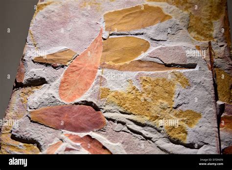 Fossil Leaves Of Seed Fern Glossopteris Sp With Vivid Colors Permian To Triassic Age Stock