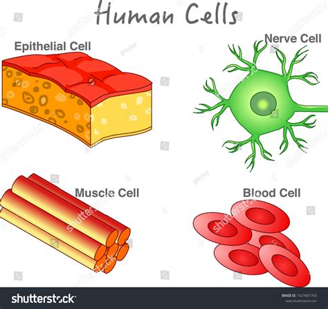 Epithelial Cell Structure