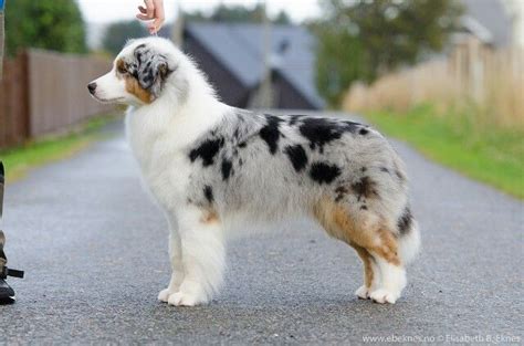Australian Shepherd With Tail