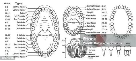 인간의 치아와 턱의 해부학 세트 사람들의 치아 배열 성인과 어린이 낙서 스타일의 벡터 일러스트레이션 세트 이빨에 대한 스톡 벡터 아트 및 기타 이미지 Istock