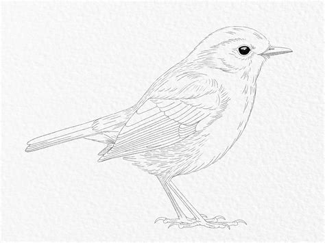 How To Draw A Bird