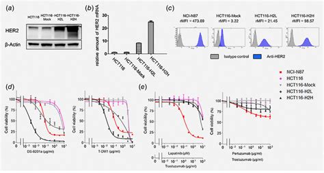Establishment And Drug Sensitivity Of Hct116 Isogenic Cell Lines