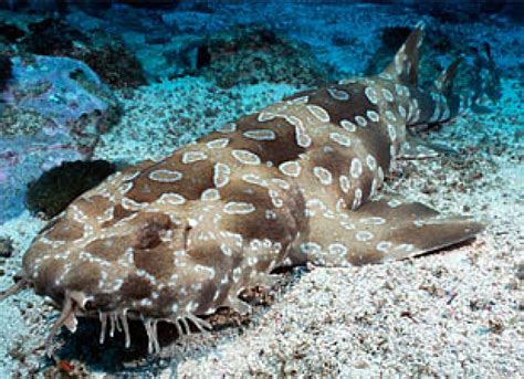 Japanese Wobbegong