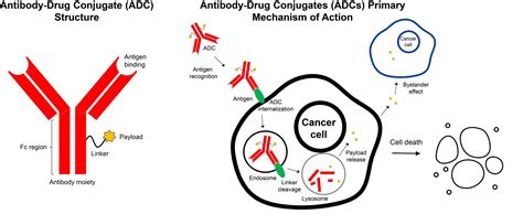 What Is A Antibody Drug Conjugate
