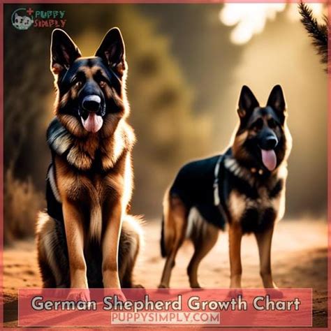Unveiling German Shepherds Size Secrets Guide To Breeds And Mixes