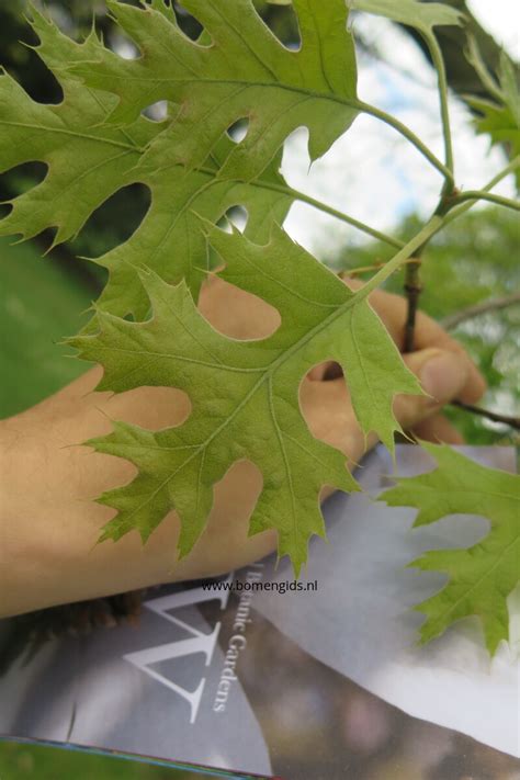 European Treeguide Bomengids Nl Featuring Noordelijke Moeras Eik Northern Pin Oak Quercus