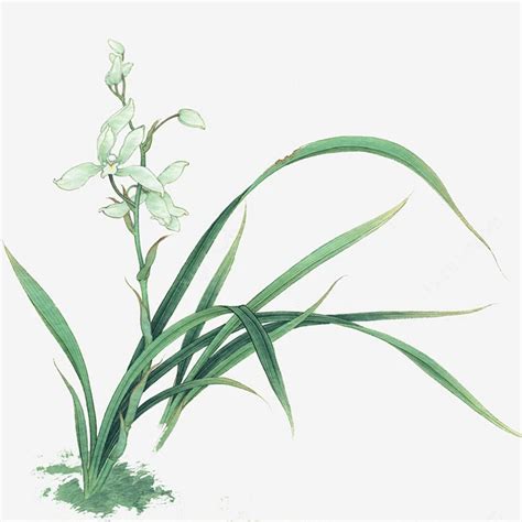 兰花草高清素材 免费下载 页面网页 平面电商 创意素材 Png素材 花瓣网