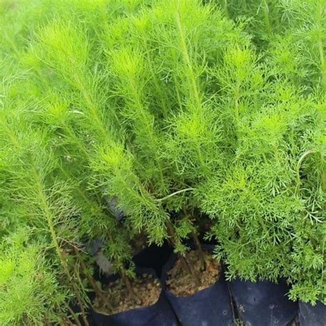 Pokok Dill Herba Shopee Malaysia