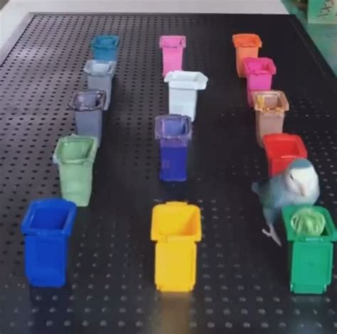 William G On Linkedin Avian Sorting Algorithm