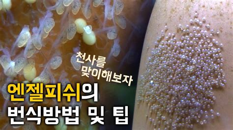 엔젤피쉬를 번식 시켜보자 번식을 위한 환경 조성 및 팁 몇가지 Youtube