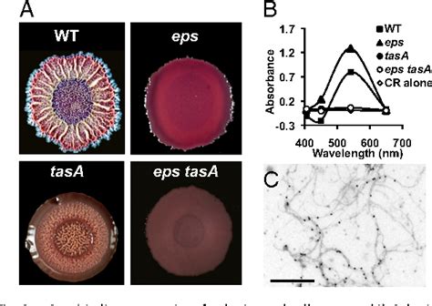 Bacillus Subtilis Semantic Scholar