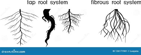 Different Types Of Root Systems Tap And Fibrous Root Systems Stock