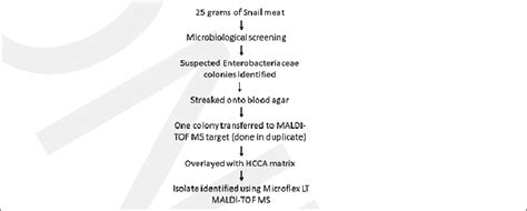 Schematic Diagram Showing Work Flow In A Maldi Tof Ms Download Scientific Diagram