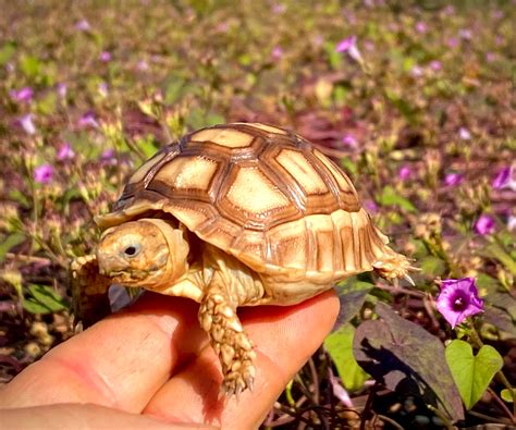 Sulcata Tortoises For Sale The Turtle Source