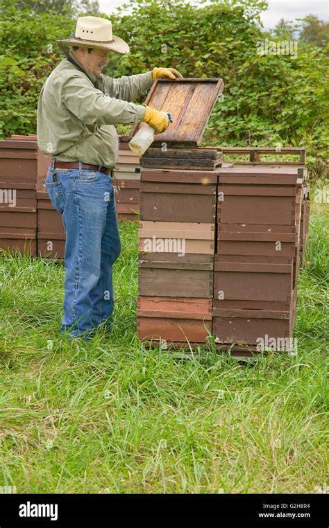 Man Using A Spray Bottle Of Beego On The Cover To Make The Bees Leave