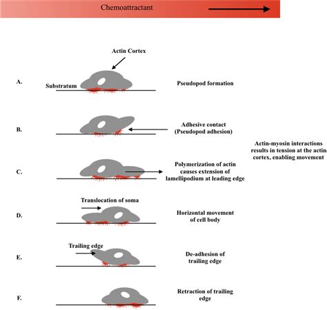 Numerous Stages In The Actin Dependent Protrusion Of Pseudopodia Which