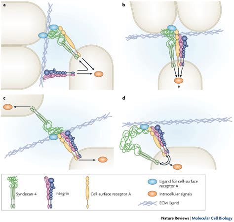 Models Of The Complexity Of Integrin Syndecan Synergy In Vivo In Each