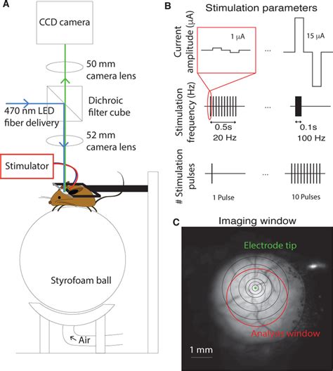 Widespread Activation Of Awake Mouse Cortex By Electrical Stimulation PMC