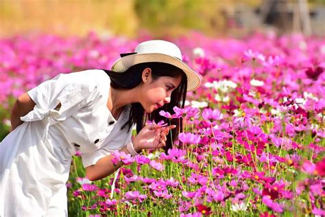 ทุ่งสิริสมัย อลังการทุ่งดอกคอสมอสบานที่สระบุรี