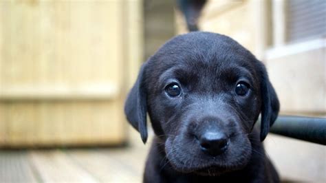 Cute Black Lab Puppies Wallpaper Plabor