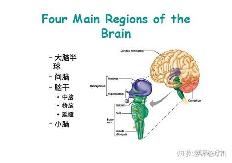 中枢神经系统解剖及功能【课件】 知乎