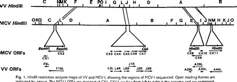 Figure 1 From Similarity In Genome Organization Between Molluscum