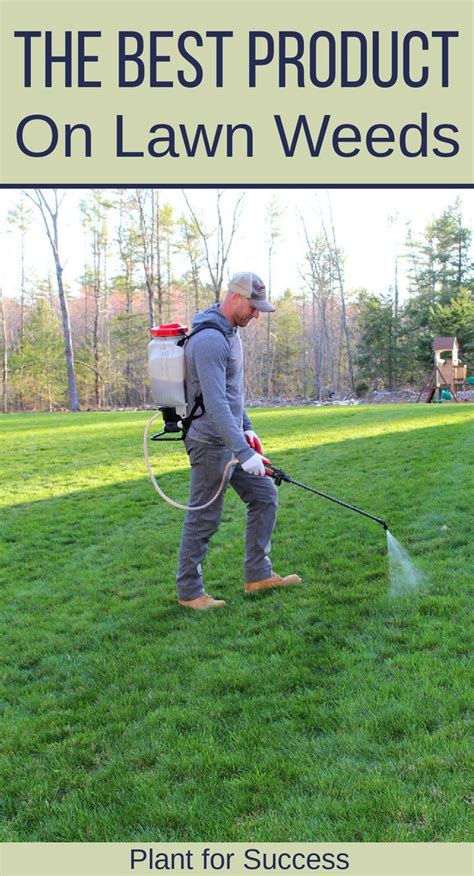 Get Rid Of Lawn Weeds Weeds In Lawn Lawn Treatment Overseeding Lawn