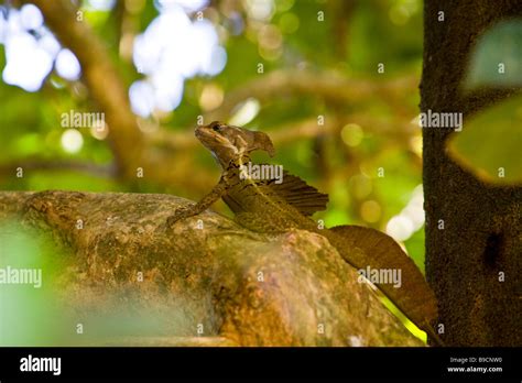 Basilisk Lizard Hi Res Stock Photography And Images Alamy