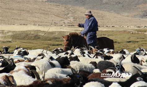 Нэг малчинд ноогдох ажлын ачаалал зургаа дахин нэмэгджээ