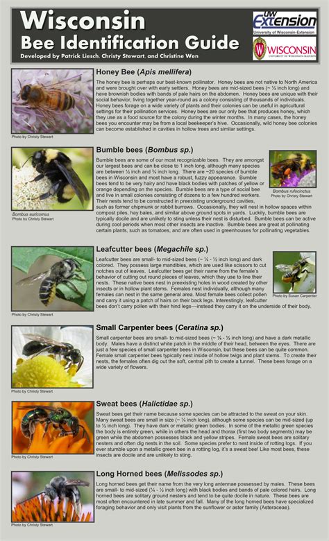 Wisconsin Bee Identification Guide Docslib