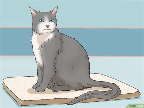 Como Acalmar Uma Gata No Cio Passos Com Imagens