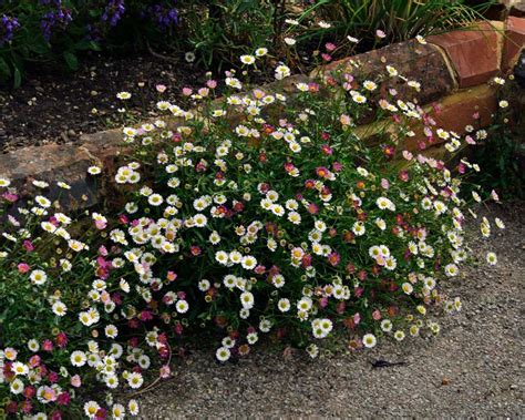 Gardensonline Erigeron Karvinskianus