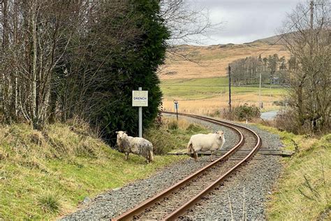 Animals Trespassing On Railways Four Times Per Day On Average The