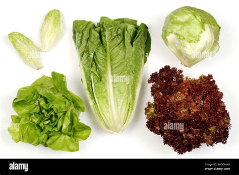 Lettuce Varieties Five Different Types Of Lettuce The Varieties Are