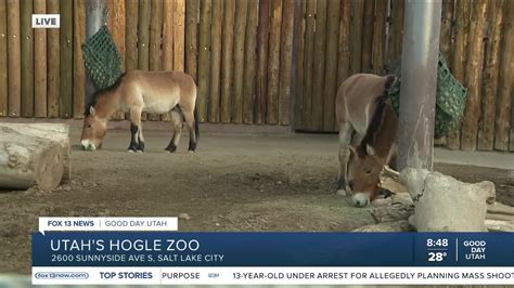 The Zoolights At Hogle Zoo