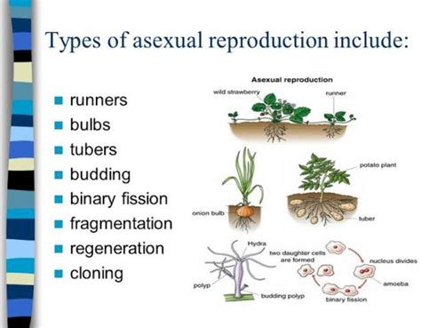 Types Of Asexual Reproduction Types Of Asexual Reproduction Tpoint