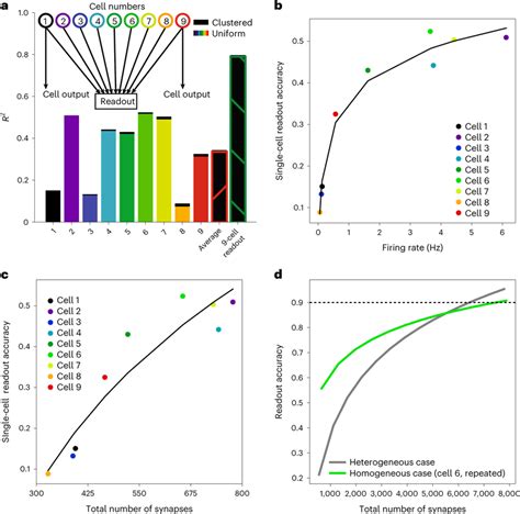 Heterogenous Synaptic Density Among L23 Cells Improves Readout