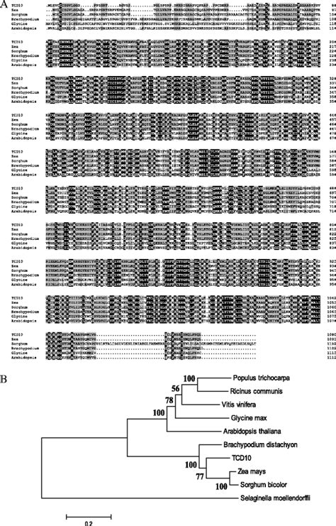 phylogenic analysis of tcd10 a amino acid sequence alignment of tcd10 download scientific