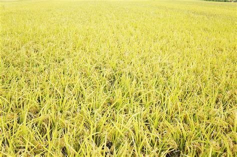 4 多张免费的 판당”和 들판”照片 Pixabay