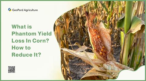 What Is Phantom Yield Loss In Corn How To Reduce It Geopard Agriculture