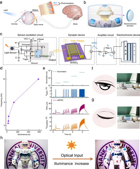 Sensory Expansion And Interactive Functions Of The Download Scientific Diagram
