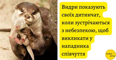 20 фактів про тварин які викличуть неконтрольований напад замилування ОЧМАНІТИ