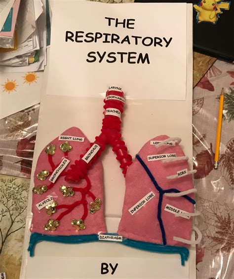 Respiratory System Model Project